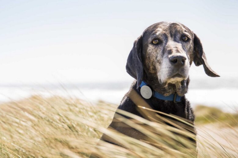 8 Best High-tech Pet Devices You and Your Furry Friend Will Love ...