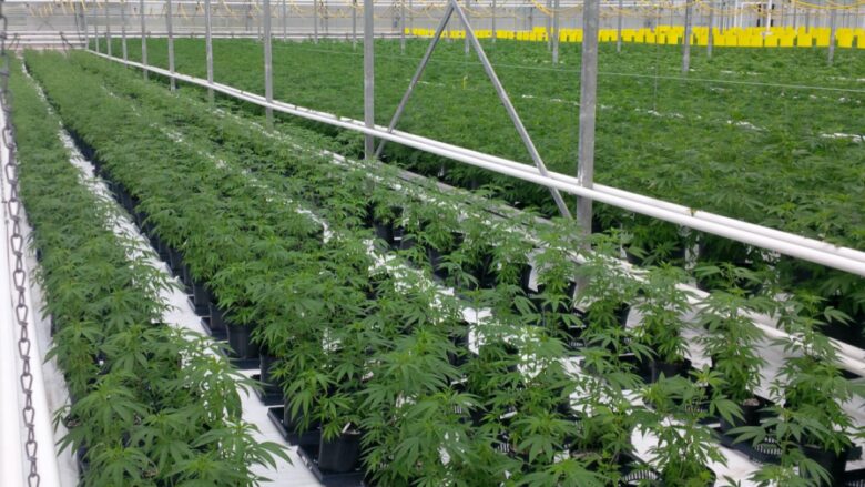 How Cannabis Cultivators Are Using New Technology to Be More Productive ...